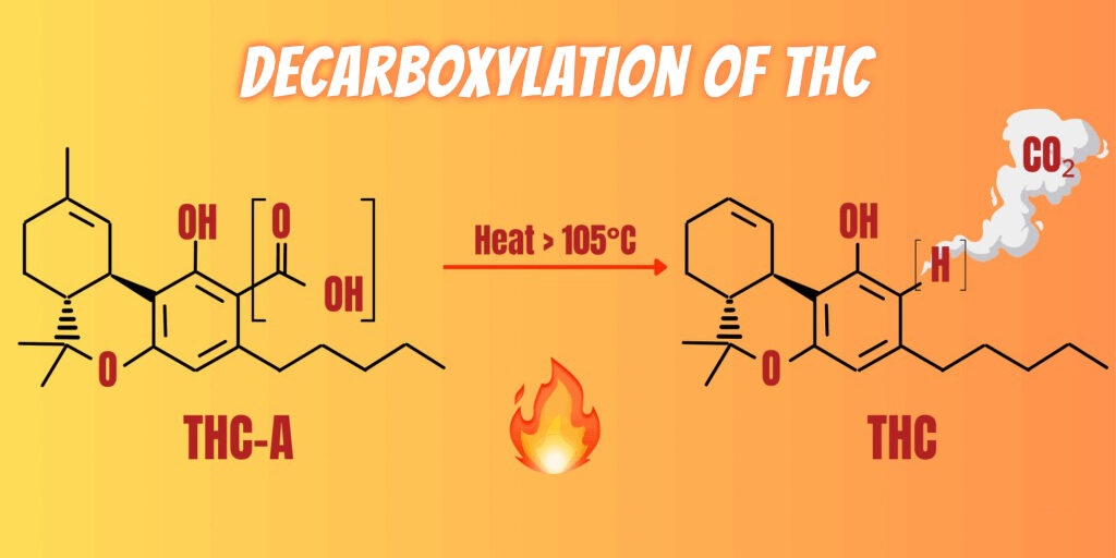 Decarboxylation 101: Why It Matters